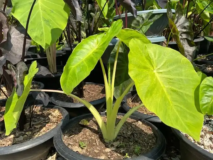 How to grow taro plant at home(घर पर अरबी का पौधा कैसे उगाएं) - Kisandapp