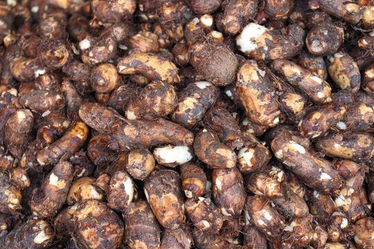 How to grow taro plant at home(घर पर अरबी का पौधा कैसे उगाएं) - Kisandapp